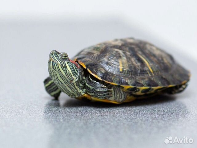 Красноухая черепаха бесплатно