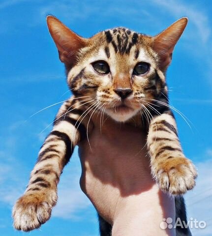 Бенгальская девочка в разведение