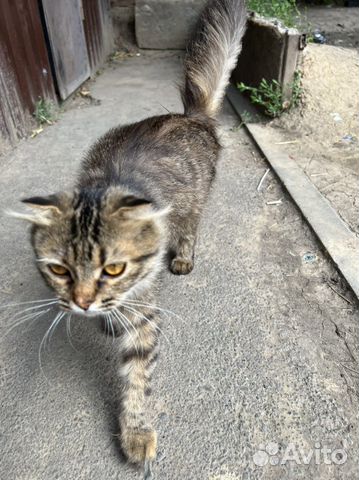 Кошка вислоухая бесплатно