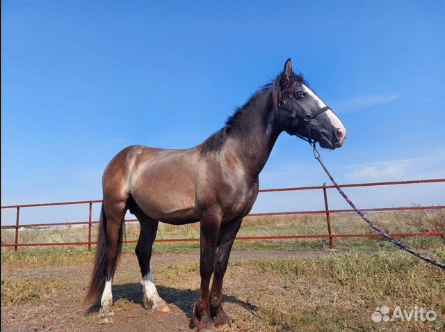 Жеребец 3 года