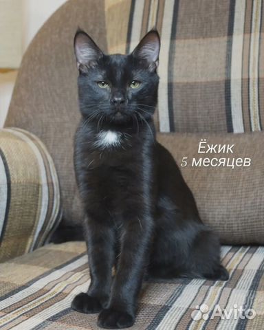 Котёнок Ёжик ищет дом