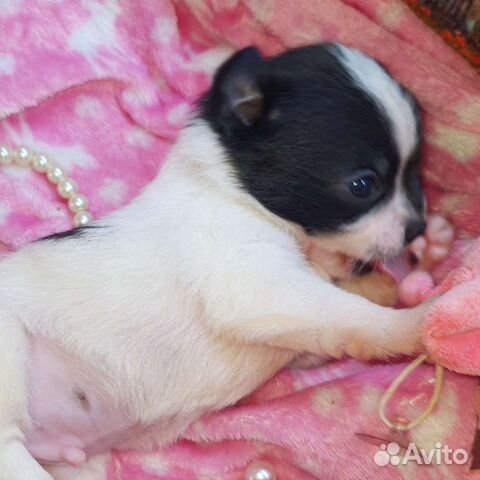 Малышики кукольные мальчики