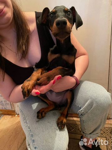 Щенок добермана