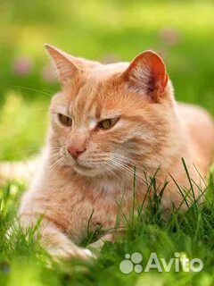 Кот