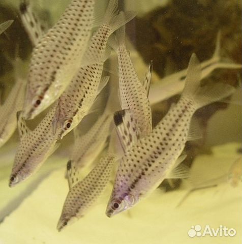 Хилодус рыбка-поплавок Chilodus punctatus