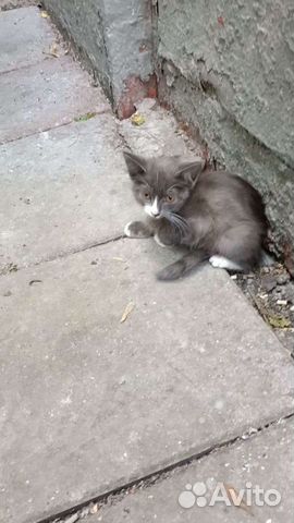 Котёнку очень нужен дом