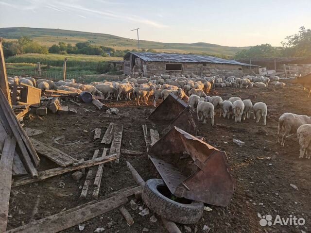 Овцы бараны