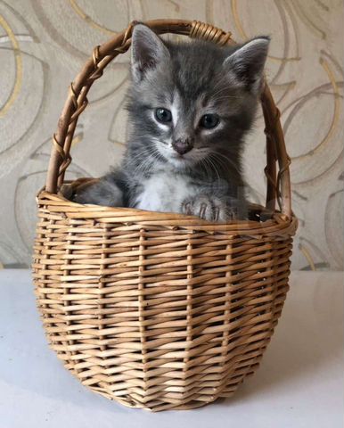 Котенок Бегемот в добрые руки