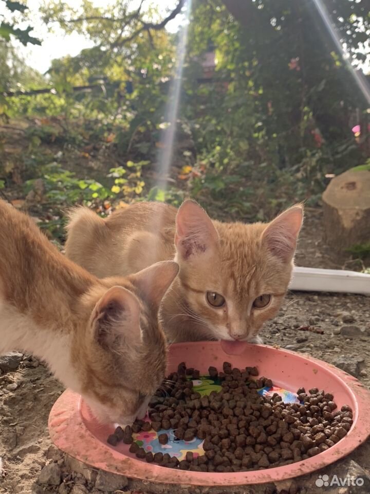 Котенок в добрые руки