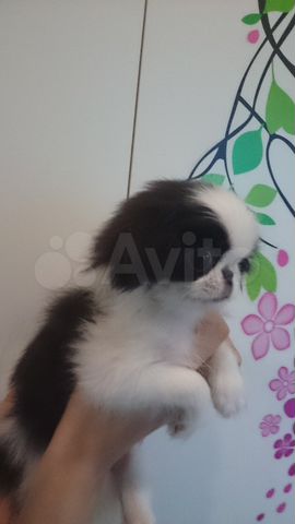 Японского хина- миниатюрные щенки