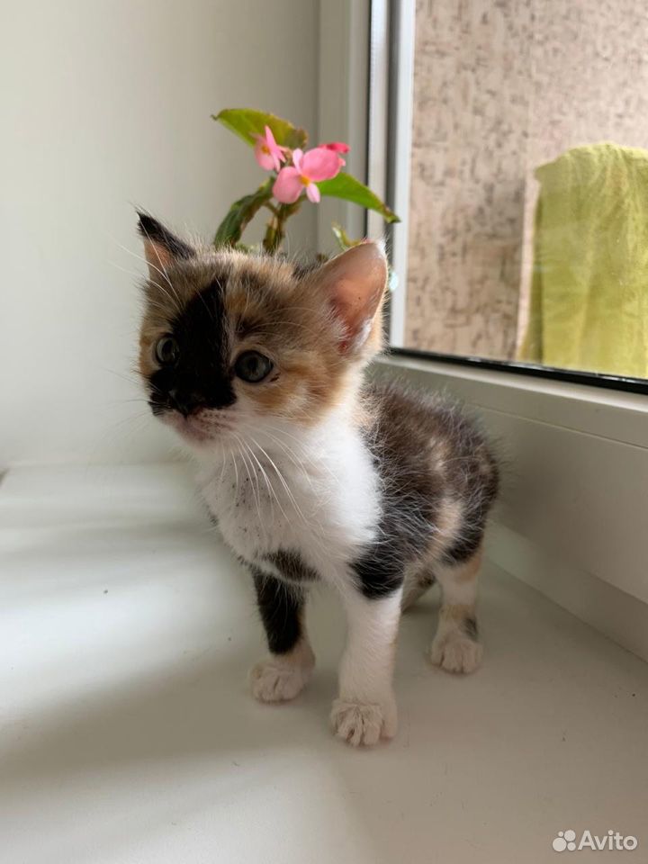 Котёночек девочка в надежные руки