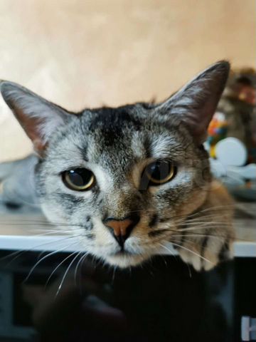 Чаузи котята