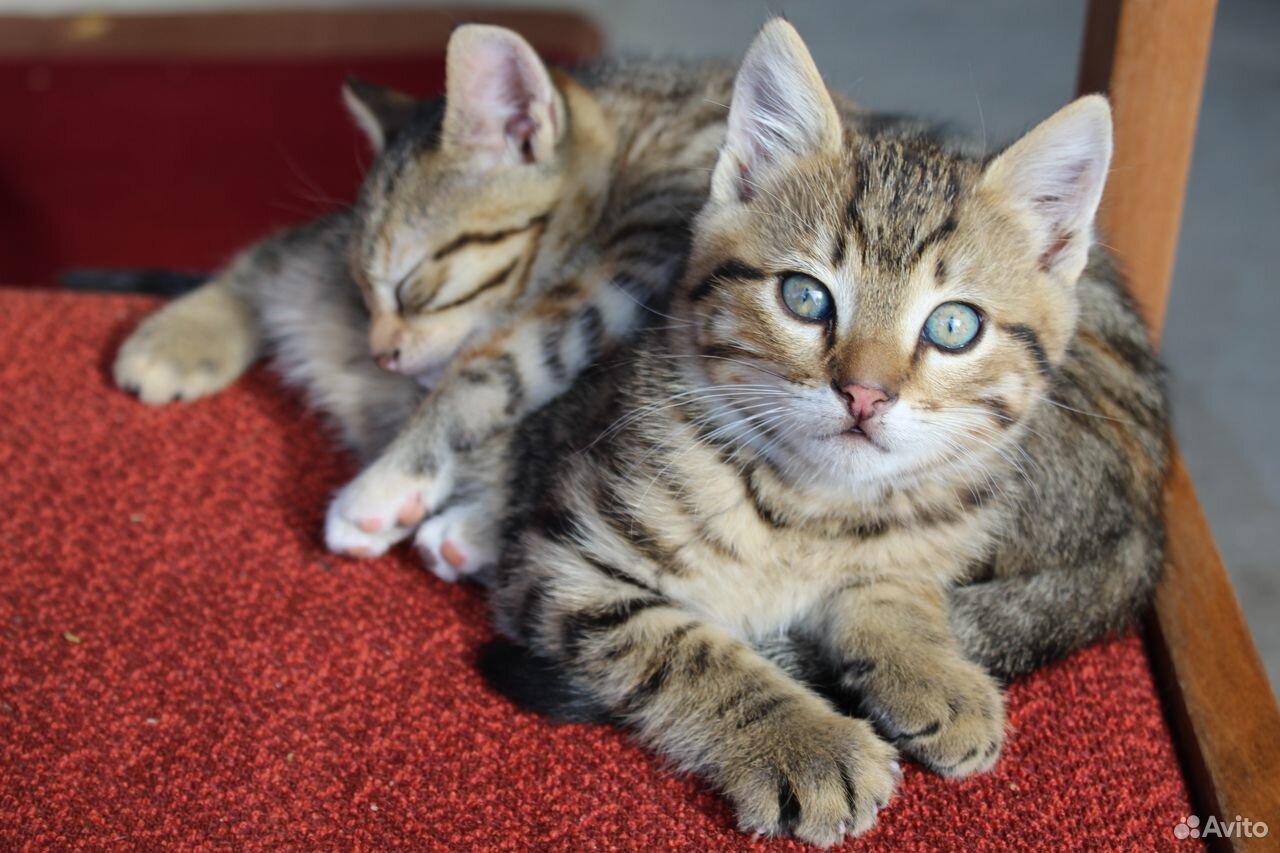 Котята табби в загородный дом