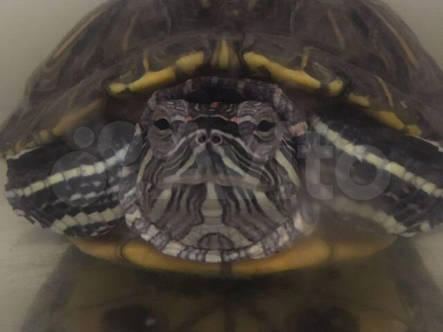 Черепаха с Аквариумом 160л