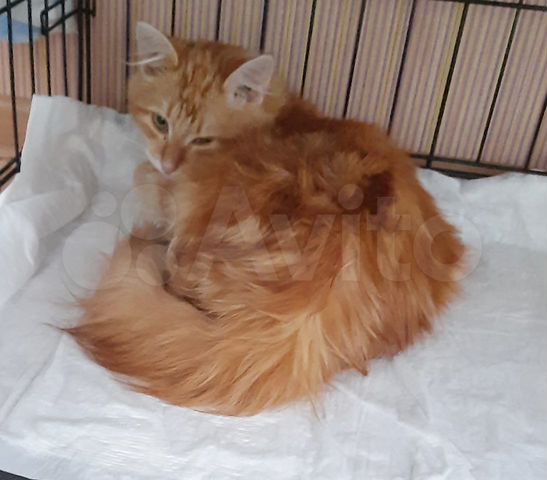 Ищет дом котик