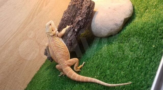 Продаётся самка агамы