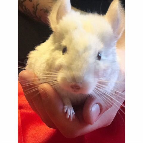 Продаю шиншилу Альбинос(мальчик) 2-ух месячную