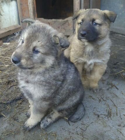 Собаки щенки