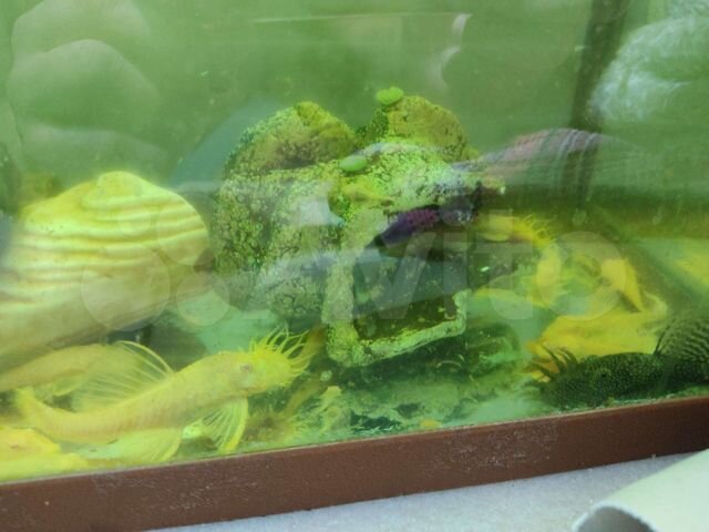 Продам сомов анцитрусов