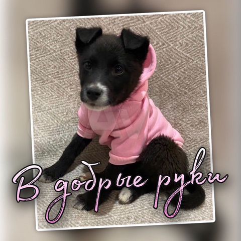Пикси в добрые руки