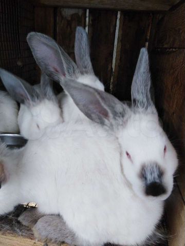 Продаю крольчат 2 месяца