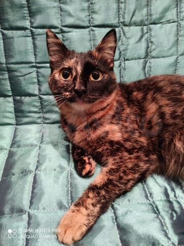 Кошка Нюша,8 месяцев