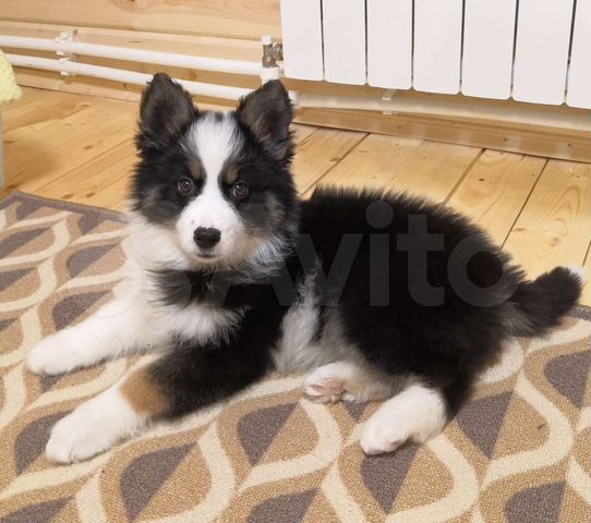 Бордер колли от Айны и Барни