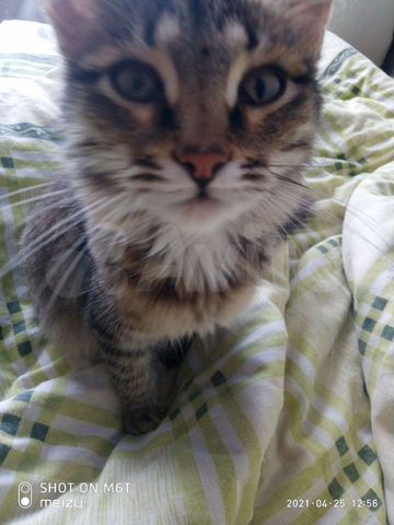 Ласковый котенок породы сибирская