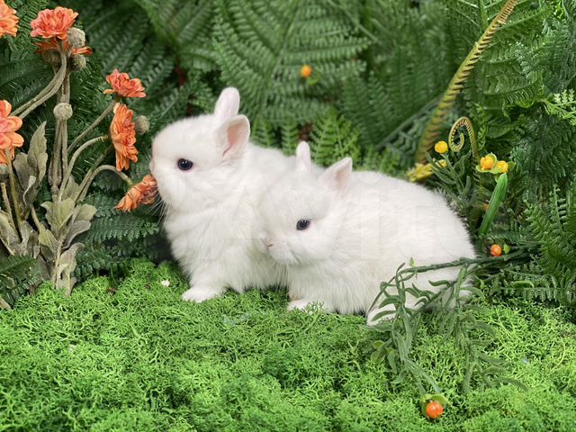 Крошки Гермелины готовы к переезду