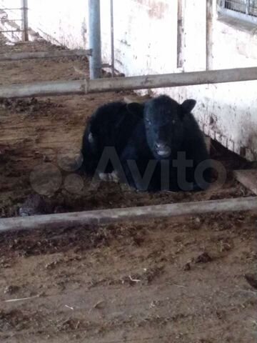 Телята Абердины