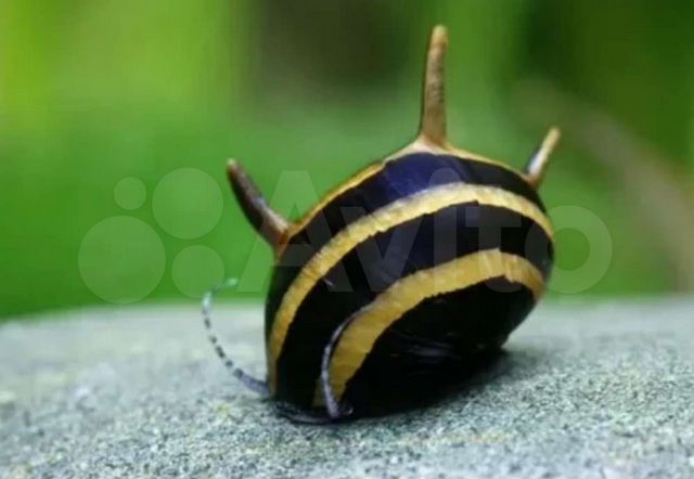 Улитки неретина