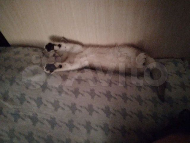 Малышка британка