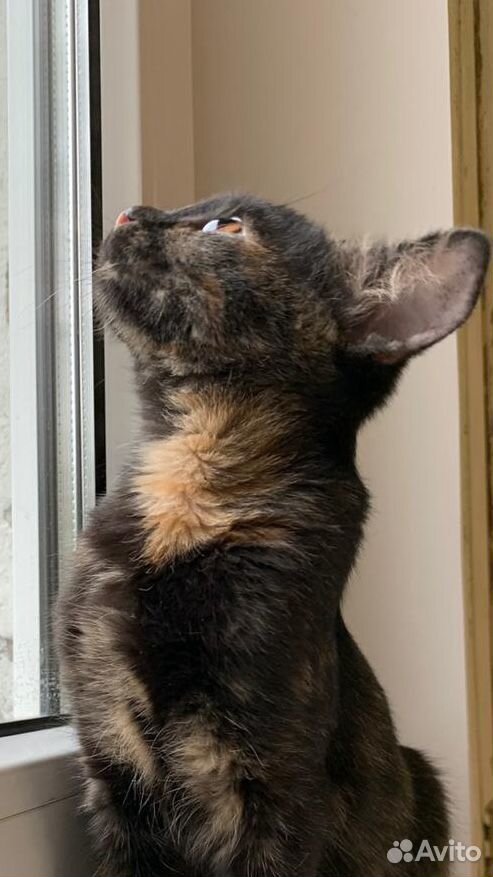 Сьюзен, для друзей Крошка Сью