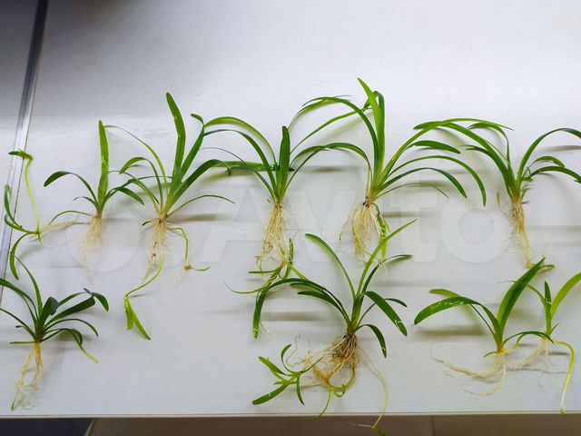 Сагитария прополка