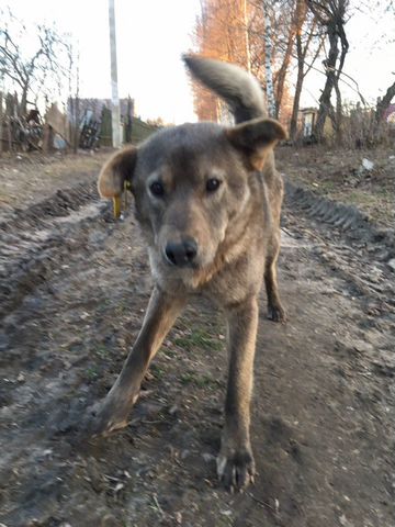 Собака, чудный мальчик, 1 год