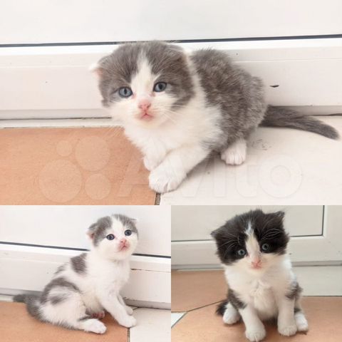Отдаю вислоухих котят бесплатно