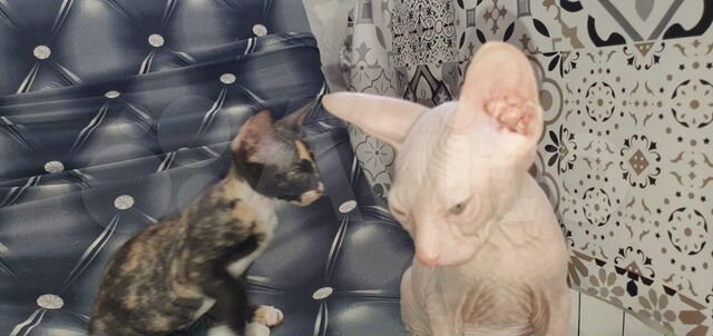 Петербургские сфинксы