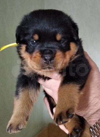 Щенки ротвейлера