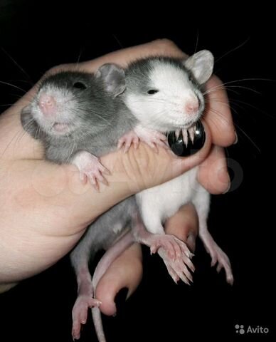 Крысятки Хаски