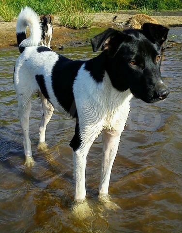 Тимур, ищет дом, 1 год