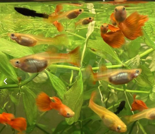 Обмен самцы гуппи (красная московская)