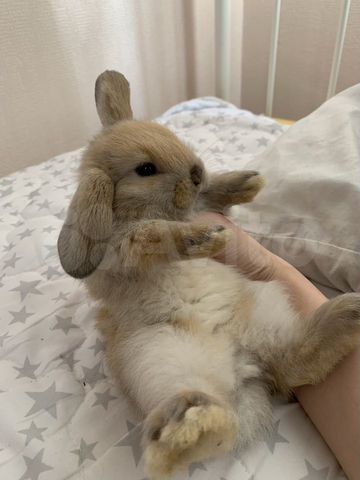 Декоративные кролики вислоухие