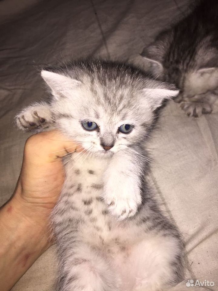 Котята в добрые руки (мама персидская шиншилла)