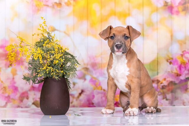 Девочка шоу-класса стаффордшир