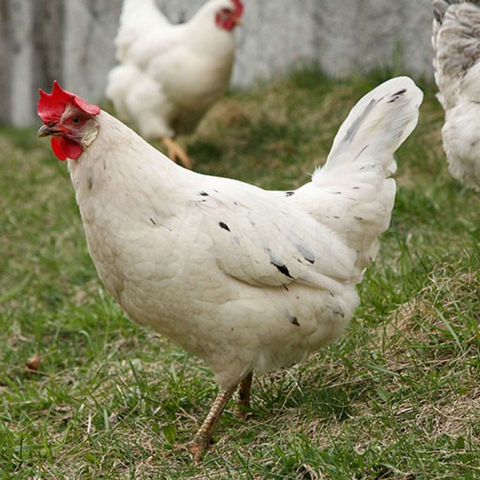 Куры несушки, молодки