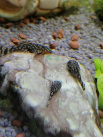 Сомик -прилипала Анциструс