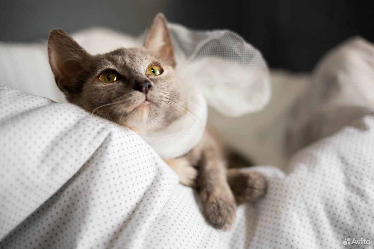 Кошка