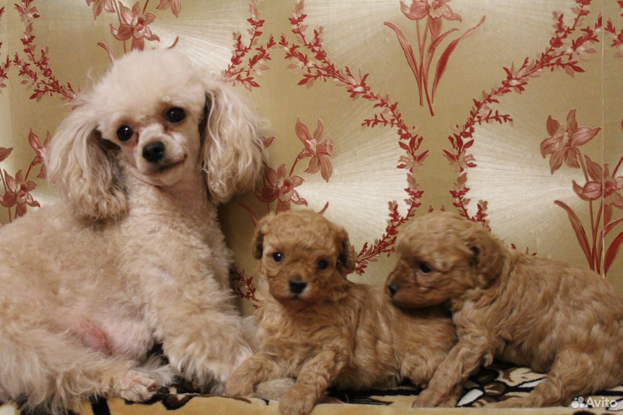 Щенки той пуделя