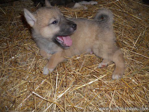 Лаечка весельчак