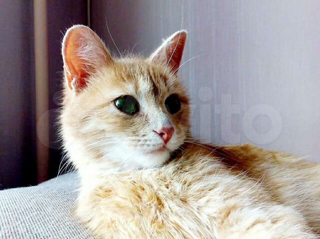 Кошечка Тоня